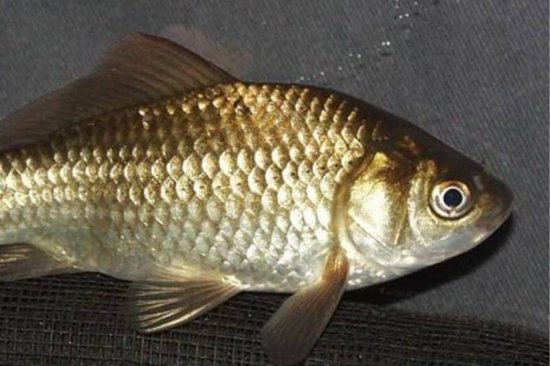 Goldfish - Invasive Species Council of British Columbia