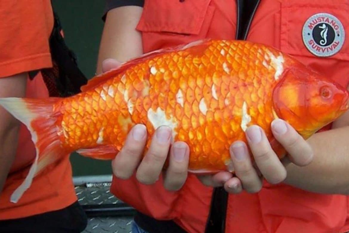 Goldfish - Invasive Species Council of British Columbia