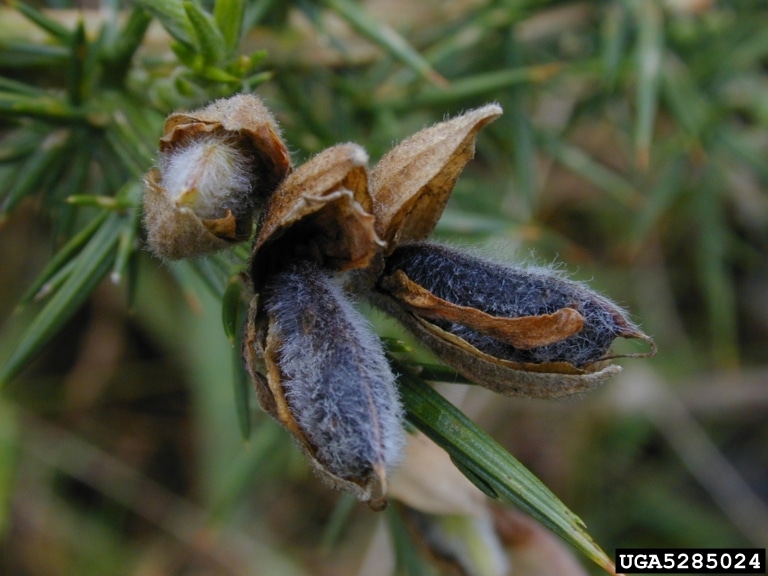 Gorse - Invasive Species Council of British Columbia