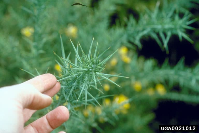 Gorse - Invasive Species Council of British Columbia