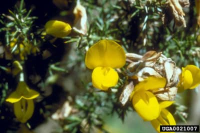 Gorse - Invasive Species Council of British Columbia