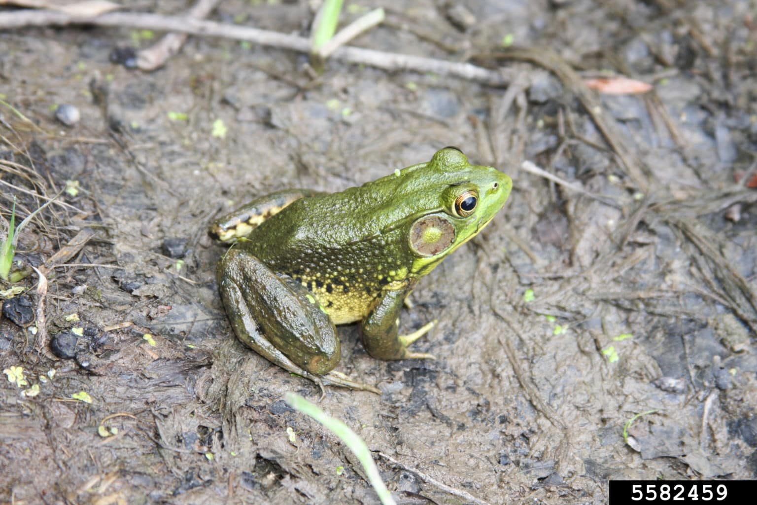 Green frog - Invasive Species Council of British Columbia