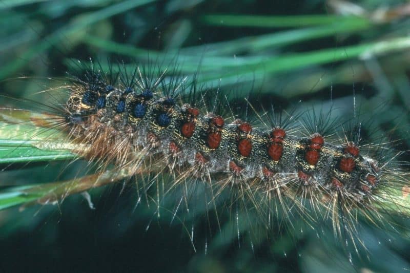 Spongy moth - Invasive Species Council of British Columbia