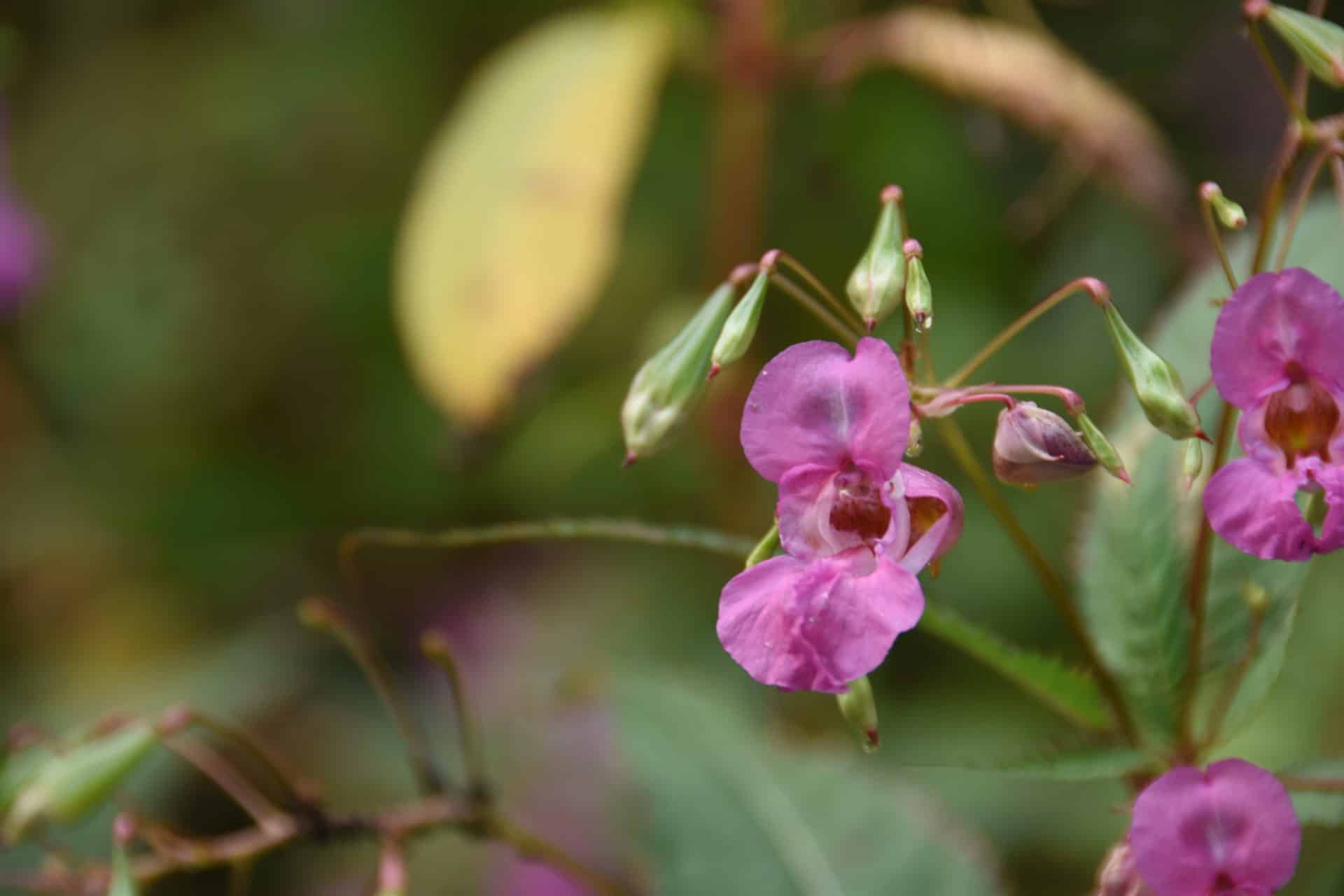 Grow Me Instead - Invasive Species Council of British Columbia