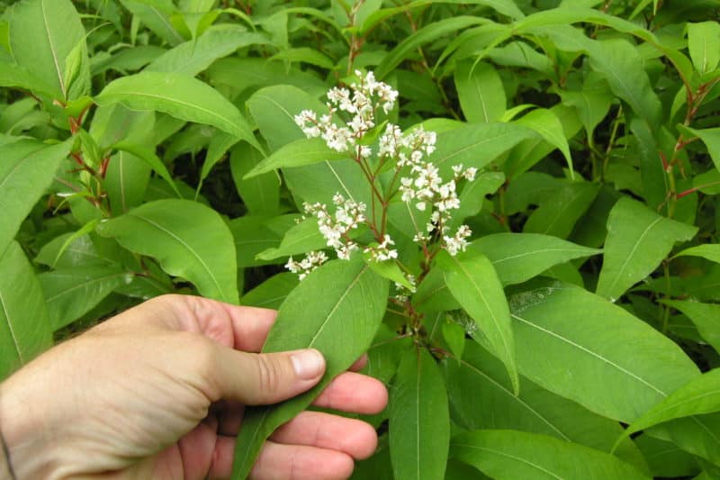 Grow Me Instead - Invasive Species Council of British Columbia