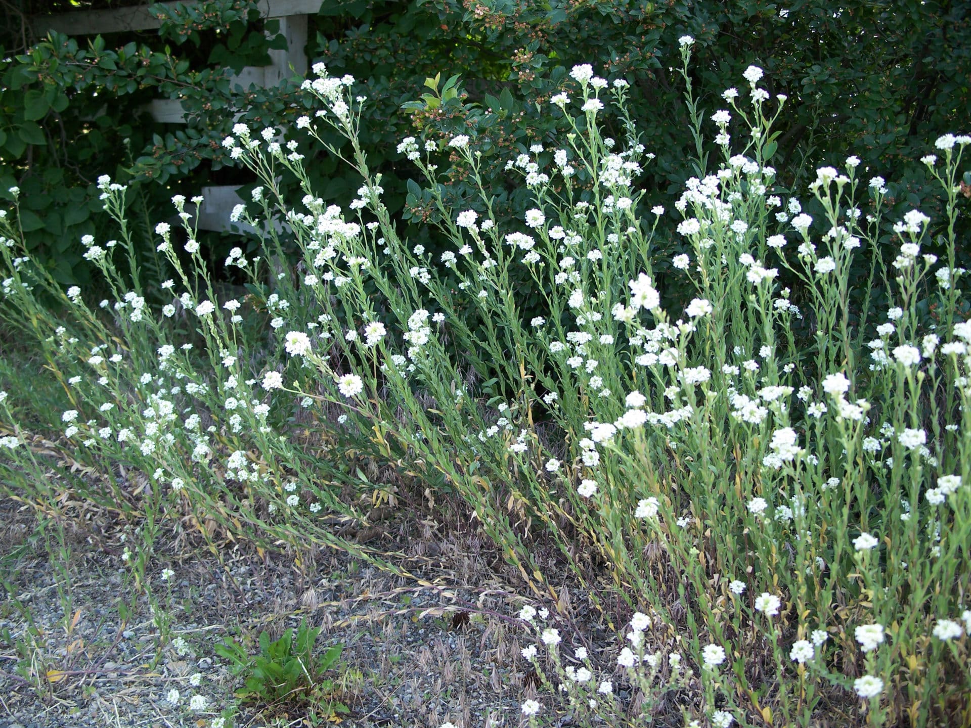 Hoary alyssum - Invasive Species Council of British Columbia