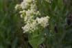 Hoary cress - Invasive Species Council of British Columbia