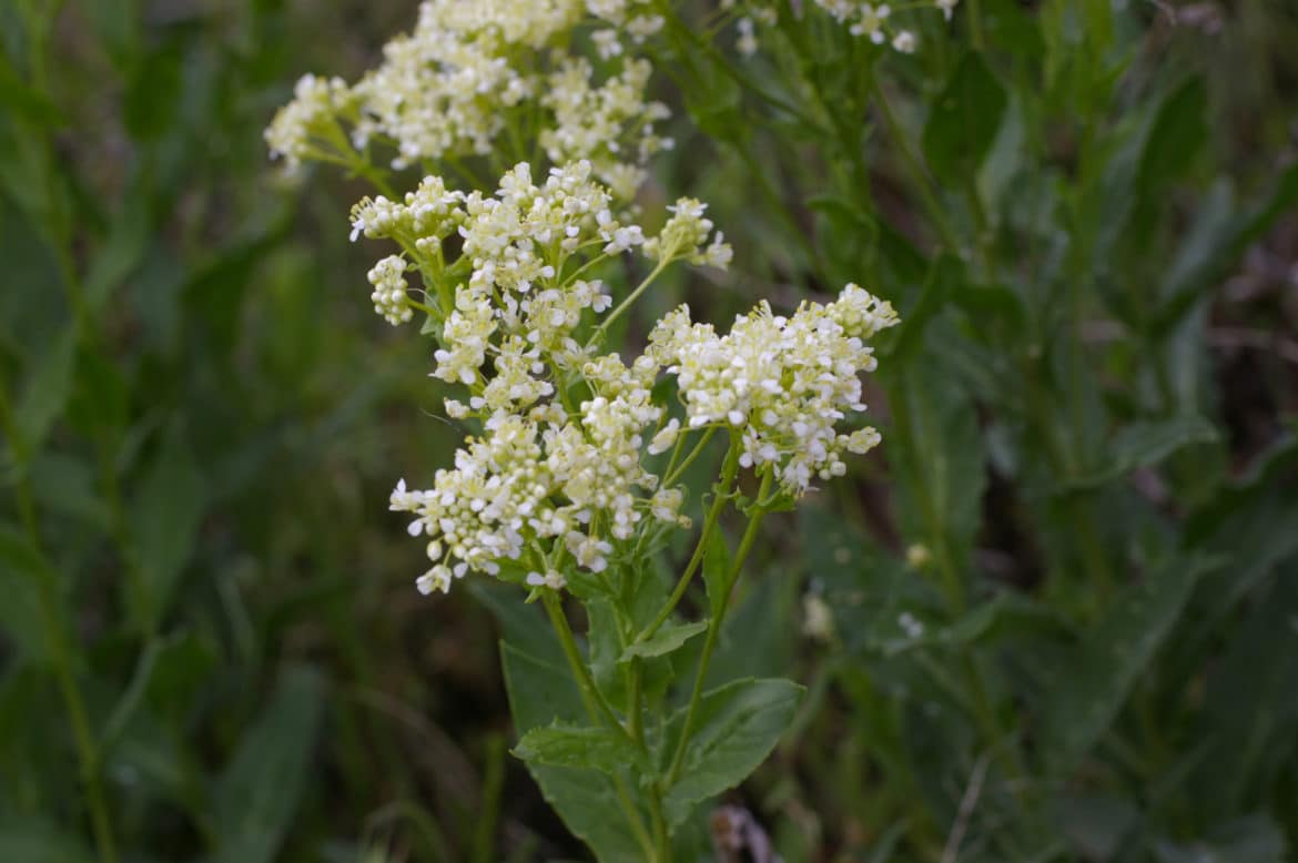 Hoary cress - Invasive Species Council of British Columbia