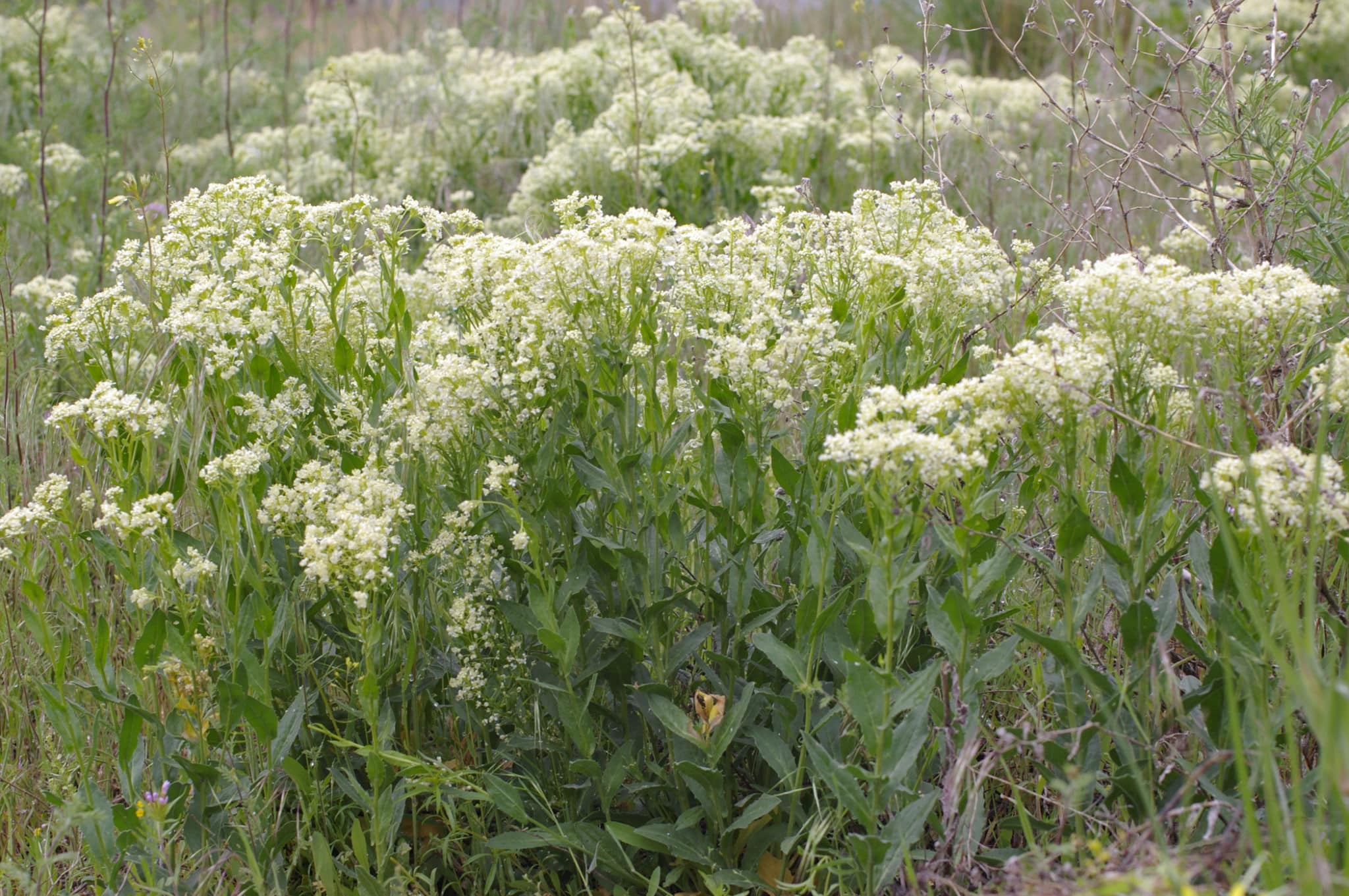 Hoary cress - Invasive Species Council of British Columbia