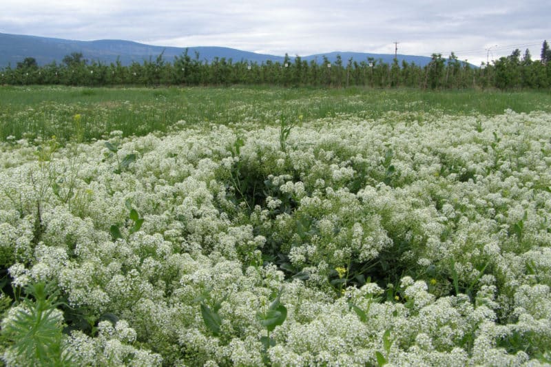Hoary Cress - Invasive Species Council of British Columbia
