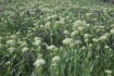 Hoary cress - Invasive Species Council of British Columbia