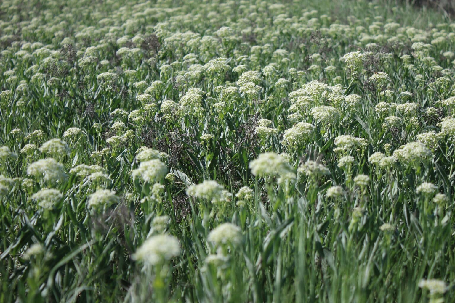 Hoary cress - Invasive Species Council of British Columbia