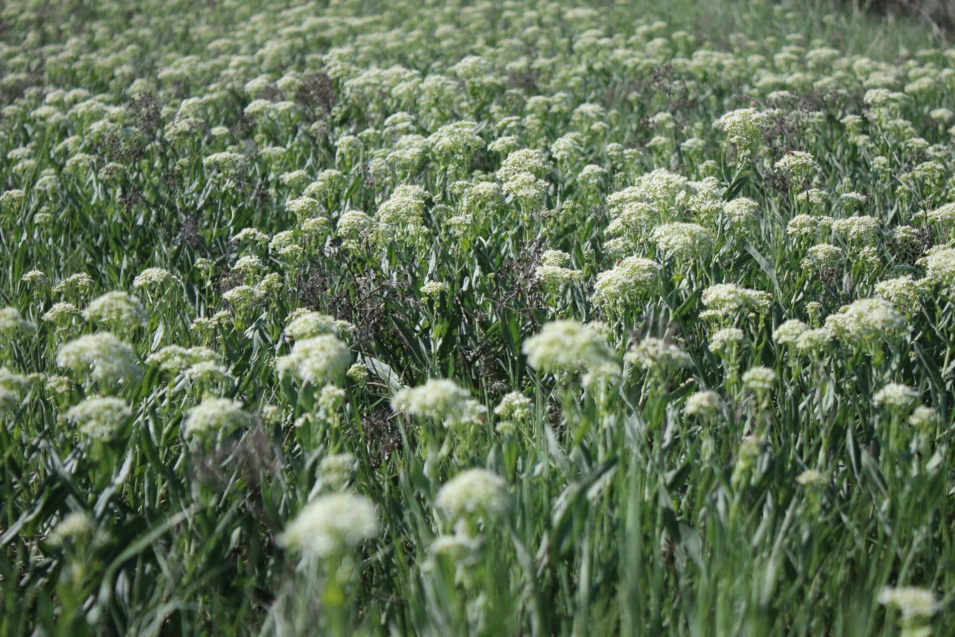 Hoary cress - Invasive Species Council of British Columbia