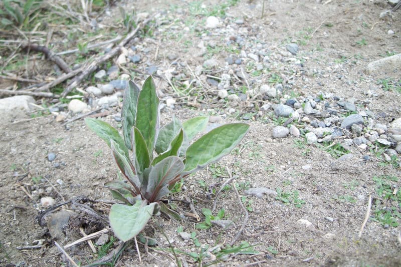 Hound's tongue - Invasive Species Council of British Columbia