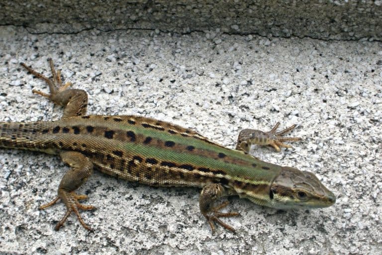 Italian wall lizard - Invasive Species Council of British Columbia