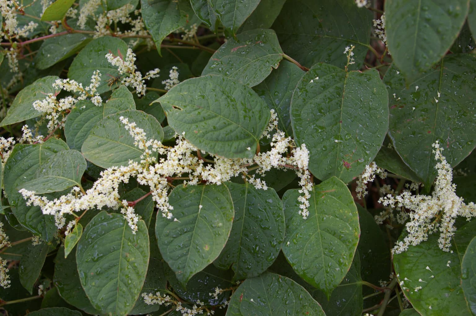 Grow Me Instead - Invasive Species Council of British Columbia