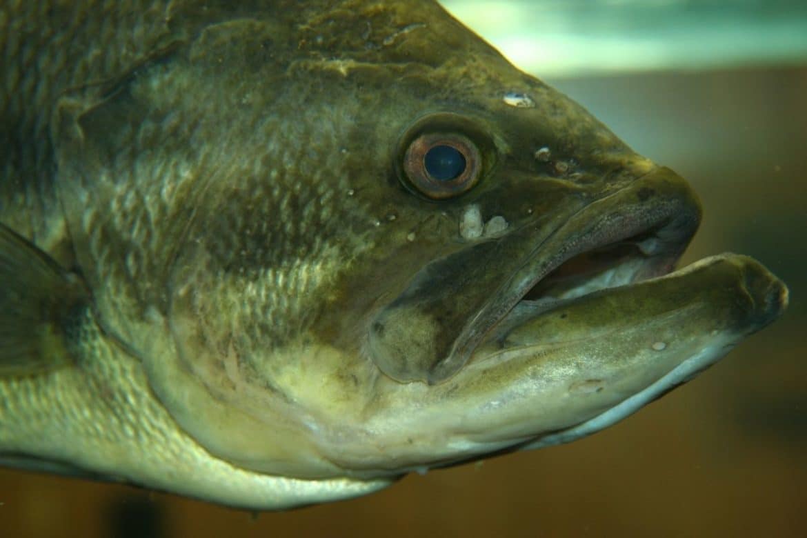 Largemouth bass - Invasive Species Council of British Columbia