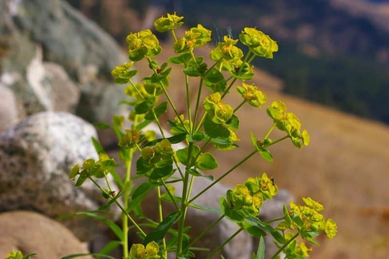 Leafy spurge - Invasive Species Council of British Columbia