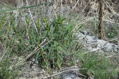 Leafy spurge - Invasive Species Council of British Columbia