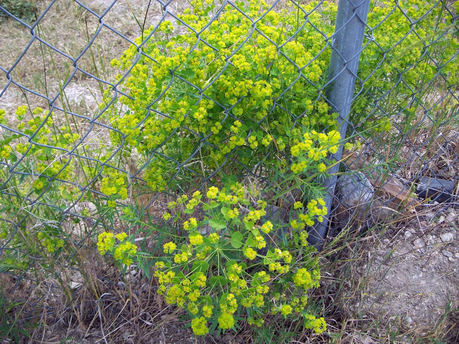 Leafy spurge - Invasive Species Council of British Columbia