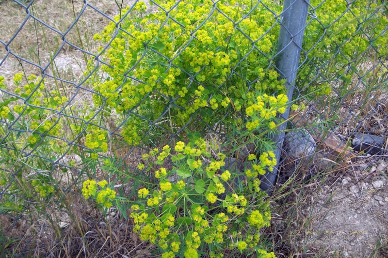 Leafy spurge - Invasive Species Council of British Columbia