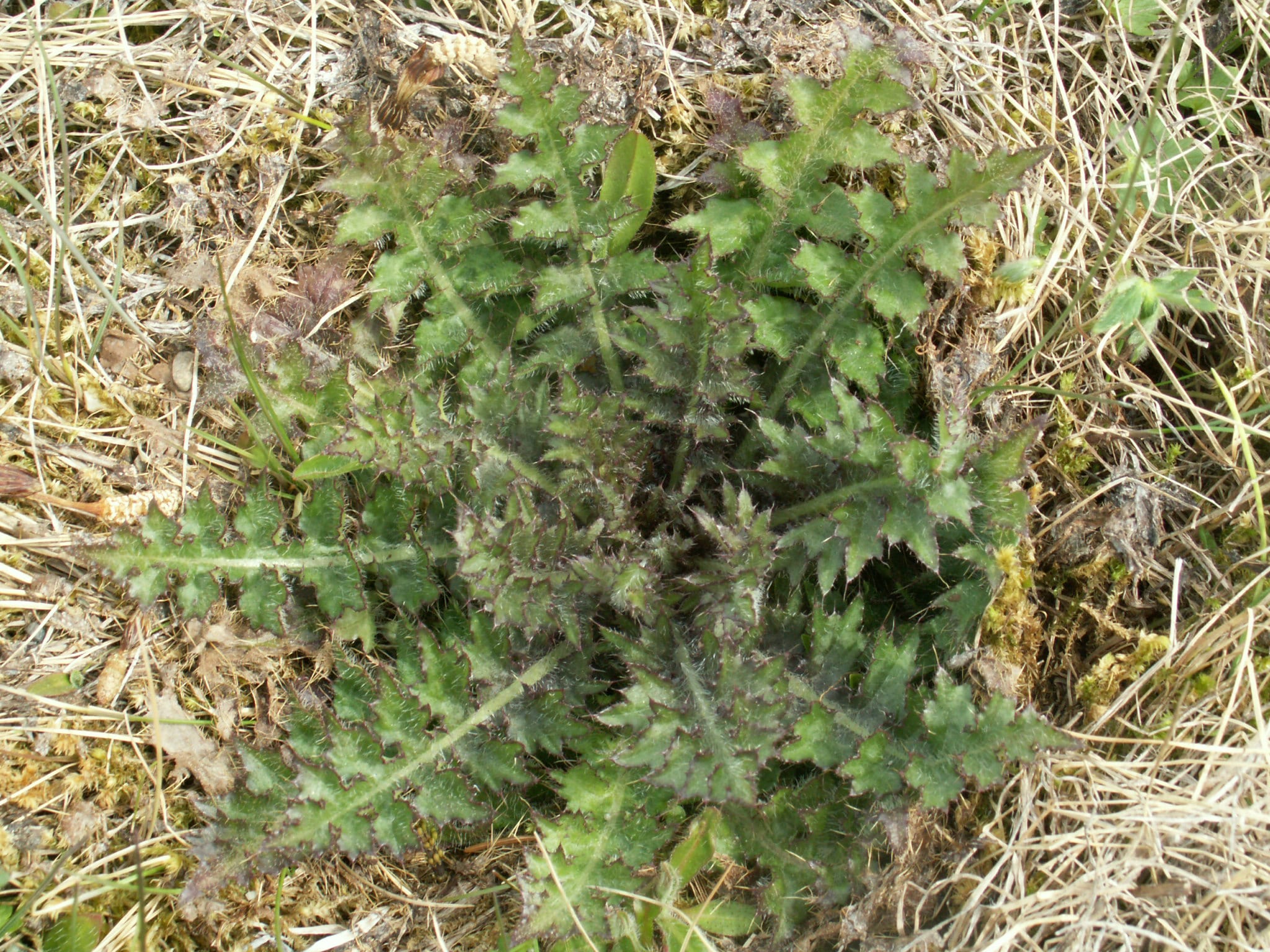 Marsh plume thistle - Invasive Species Council of British Columbia