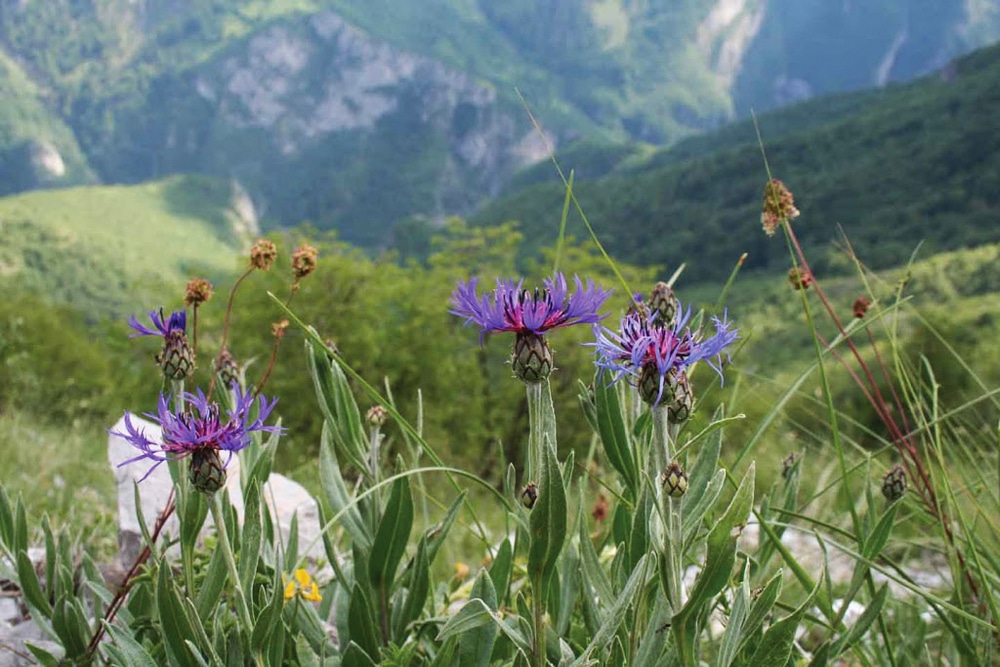 Mountain bluet - Invasive Species Council of British Columbia