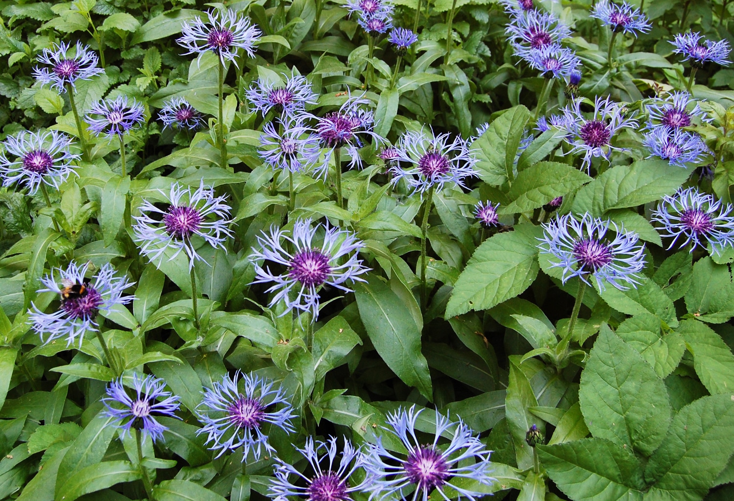 Mountain bluet - Invasive Species Council of British Columbia
