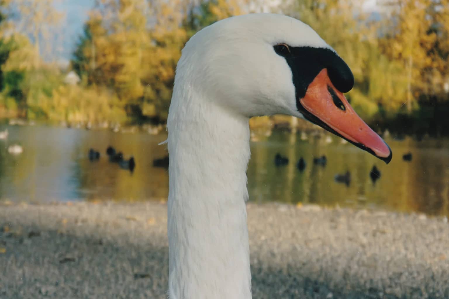 Mute swan - Invasive Species Council of British Columbia