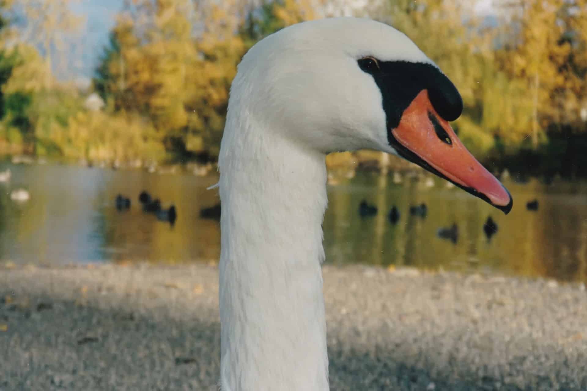 Mute swan - Invasive Species Council of British Columbia
