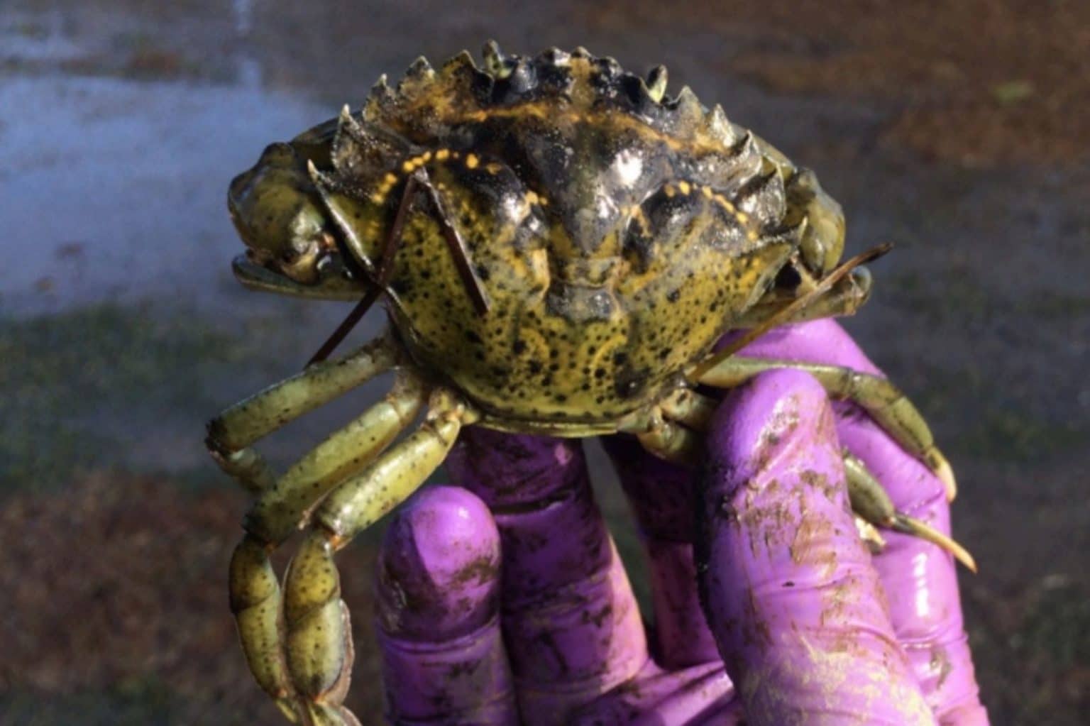 Report sightings of European green crab - Invasive Species Council of ...