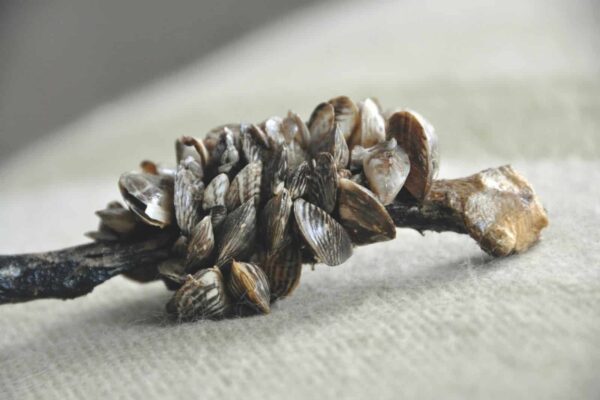 Protecting BC From Invasive Mussels – Why You Should Care And What You ...