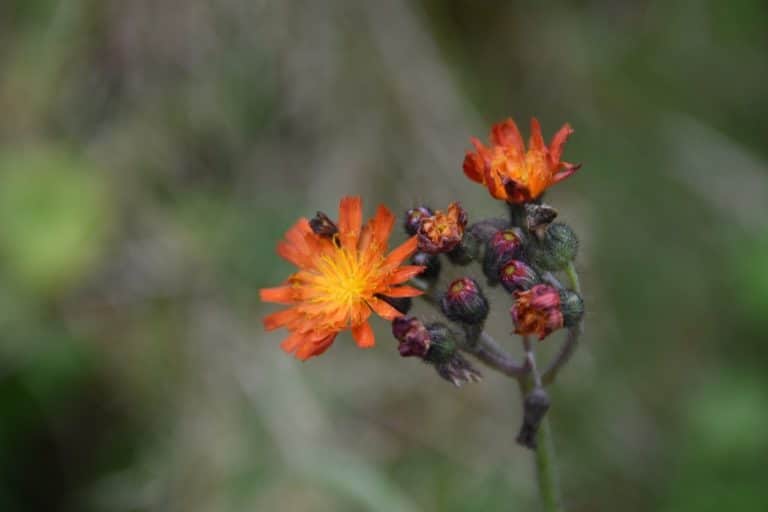 Orange hawkweed - Invasive Species Council of British Columbia