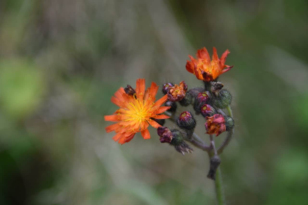 Orange hawkweed - Invasive Species Council of British Columbia