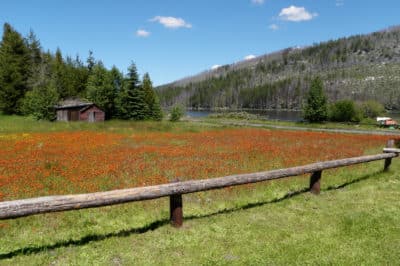 Orange hawkweed - Invasive Species Council of British Columbia