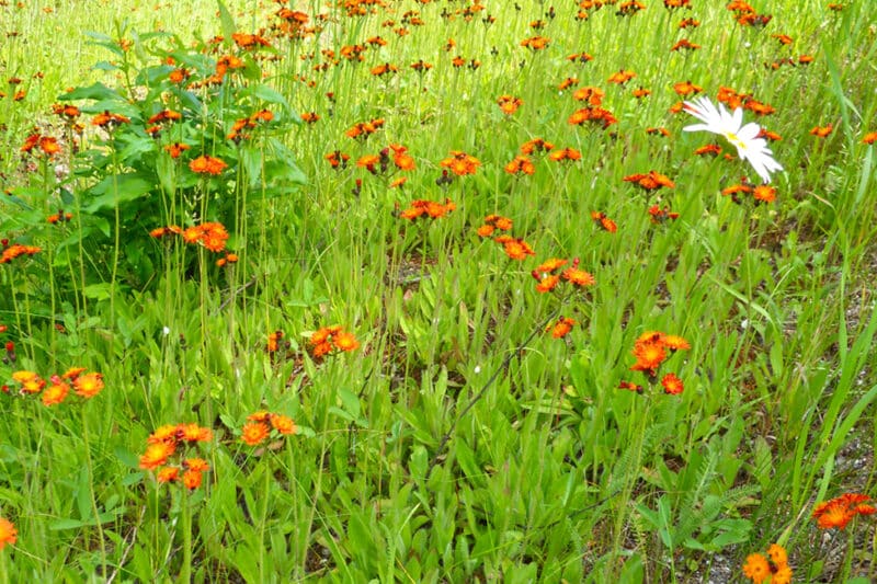 Orange hawkweed - Invasive Species Council of British Columbia