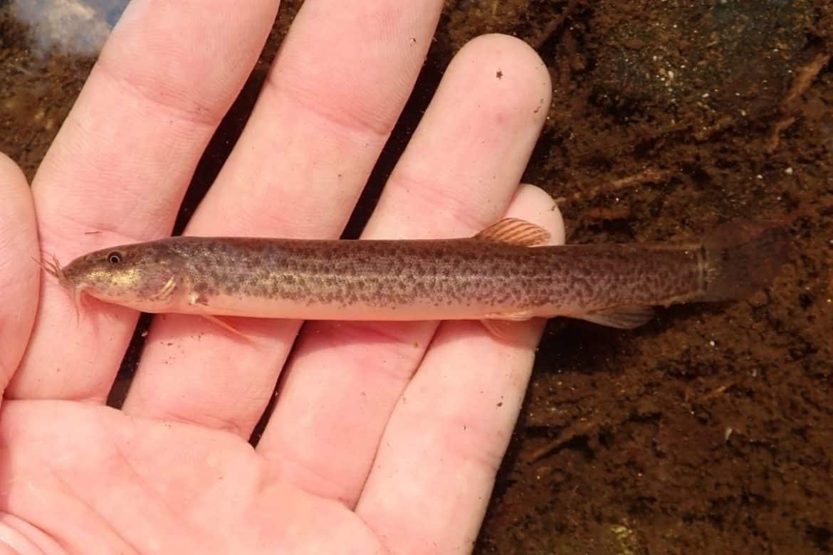 Oriental weatherfish - Invasive Species Council of British Columbia