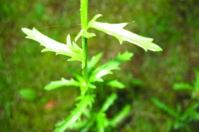 Oxeye daisy - Invasive Species Council of British Columbia