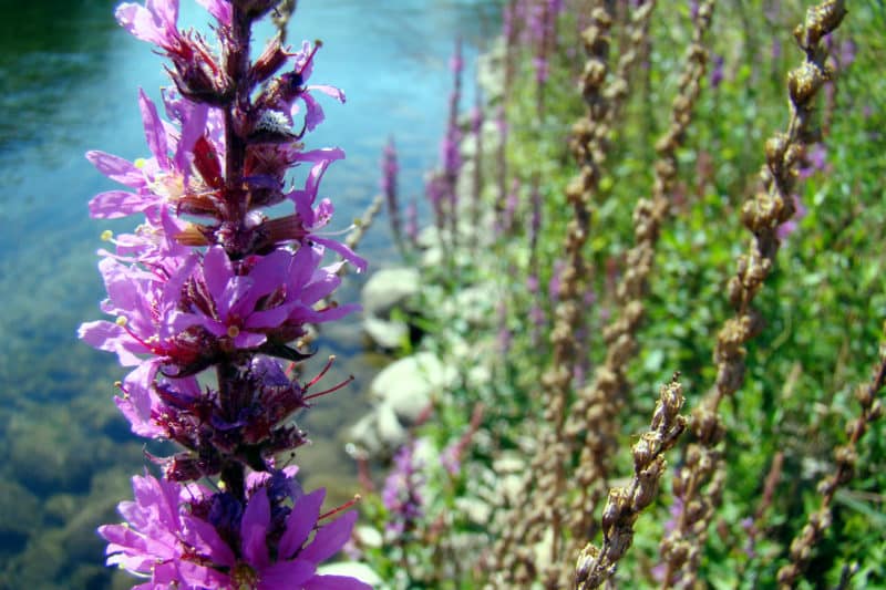 Purple loosestrife - Invasive Species Council of British Columbia