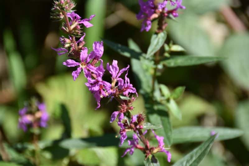 Purple loosestrife - Invasive Species Council of British Columbia