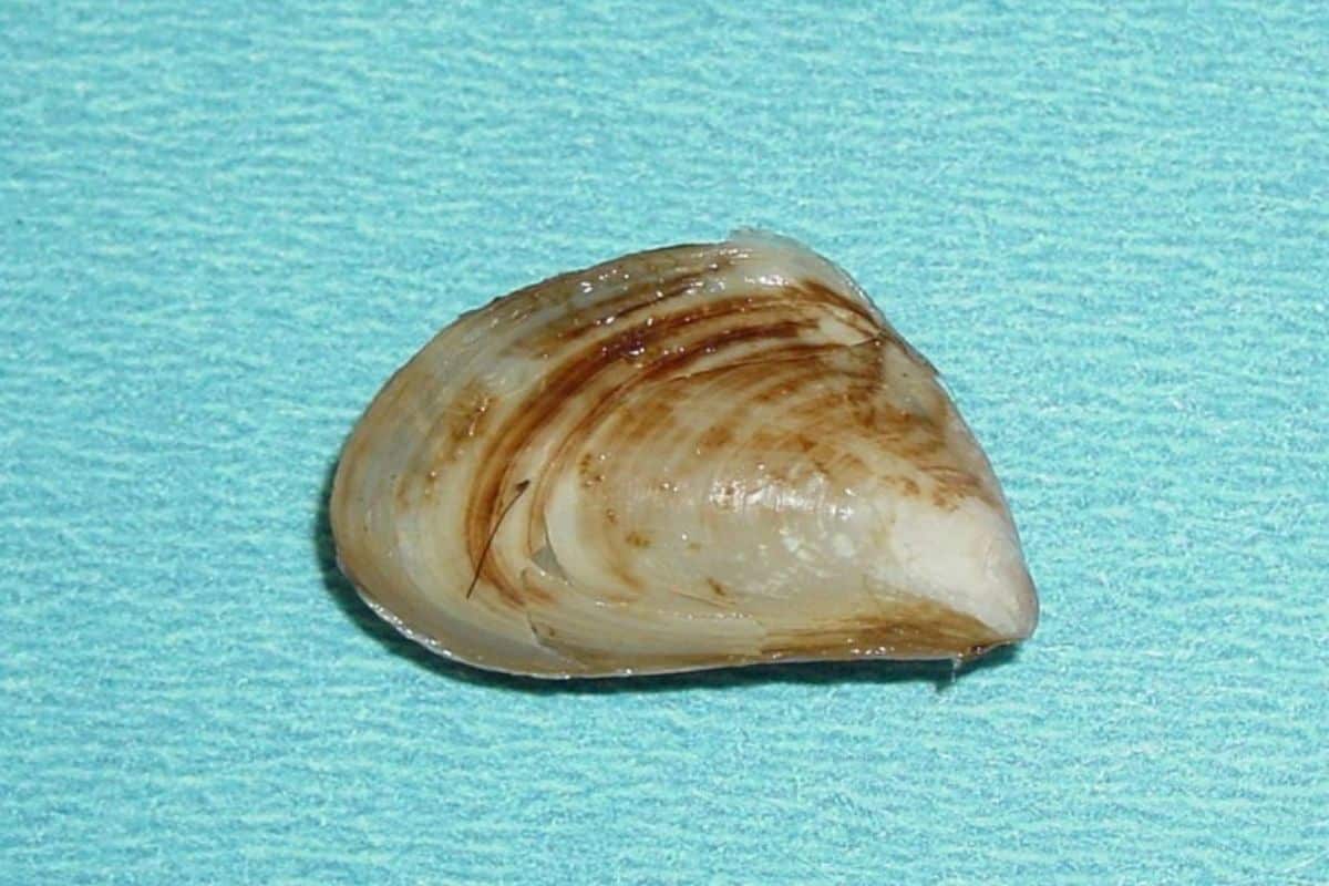 Zebra & Quagga mussels - Invasive Species Council of British Columbia