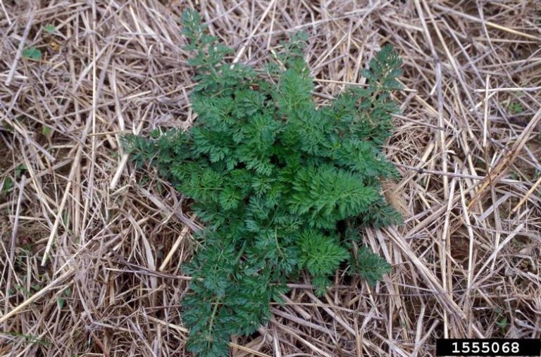 Queen Anne's lace - Invasive Species Council of British Columbia