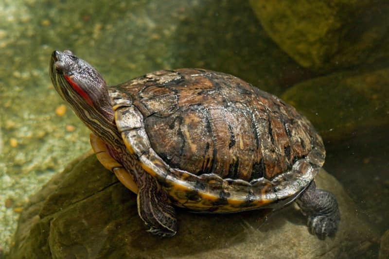 Red-eared slider turtle - Invasive Species Council of British Columbia