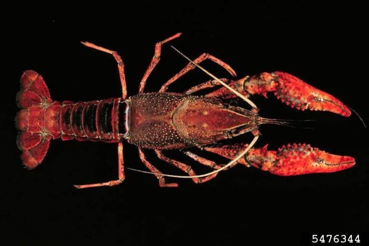 Red swamp crayfish - Invasive Species Council of British Columbia