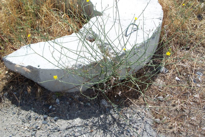 Rush skeletonweed - Invasive Species Council of British Columbia