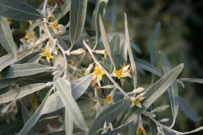 Russian olive - Invasive Species Council of British Columbia