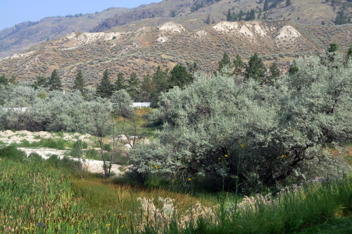 Russian olive - Invasive Species Council of British Columbia