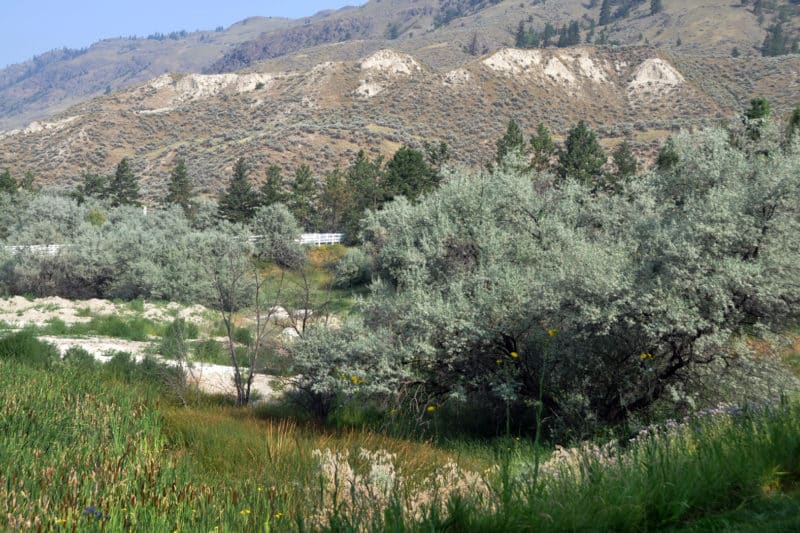 Russian olive - Invasive Species Council of British Columbia
