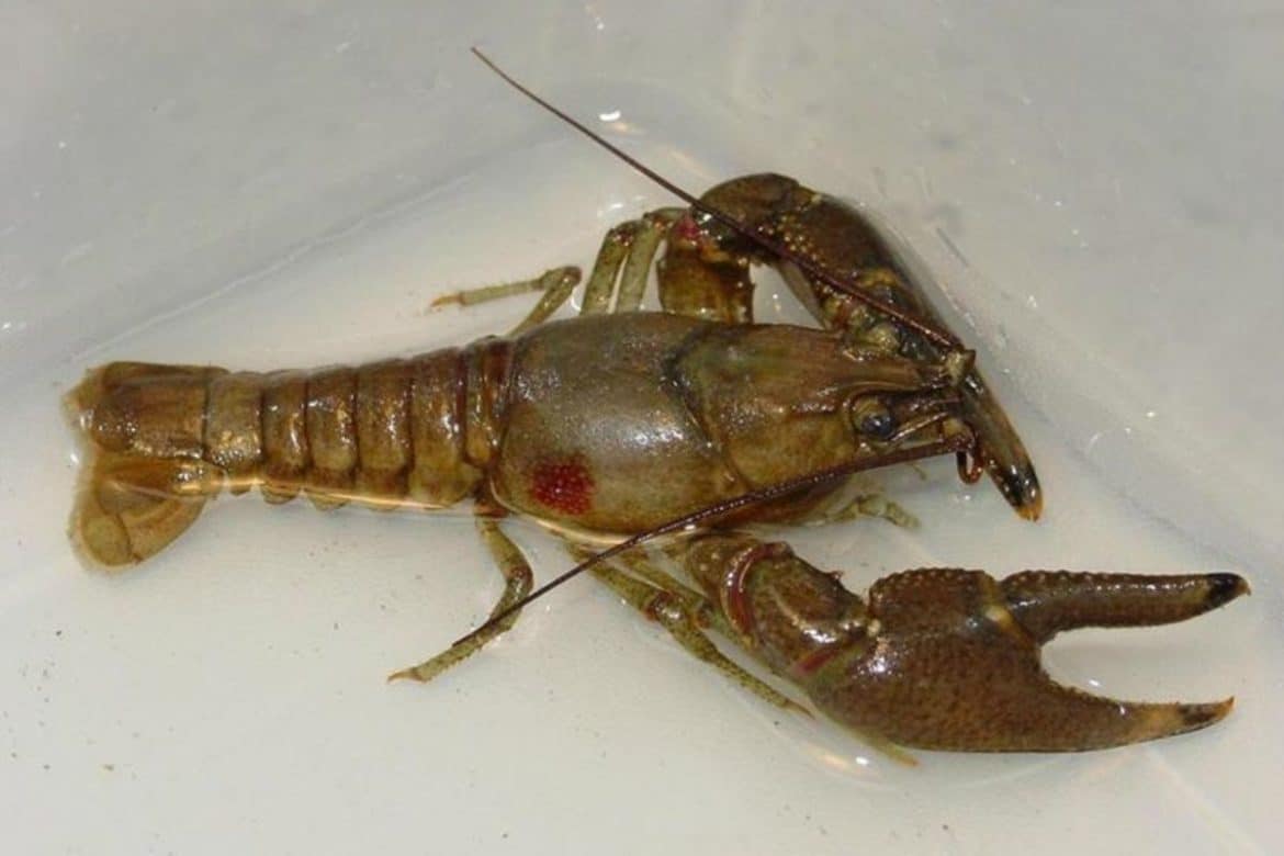 Rusty crayfish - Invasive Species Council of British Columbia