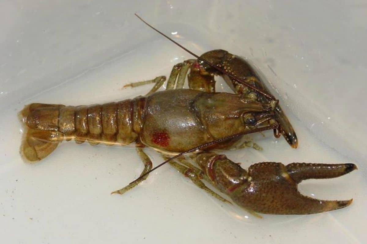 Rusty crayfish - Invasive Species Council of British Columbia